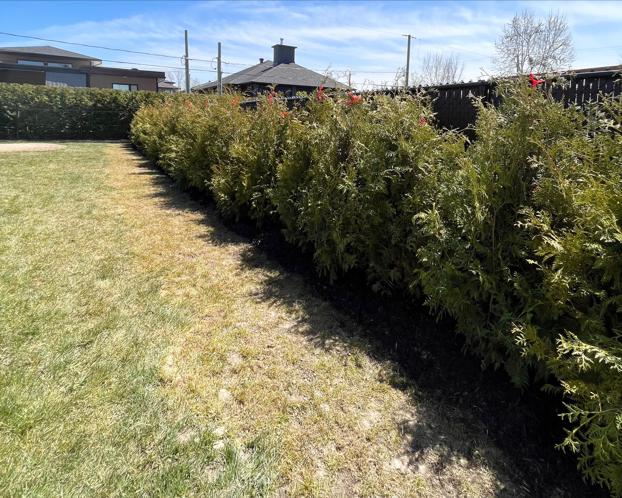 Installation de haie | Mon gazon