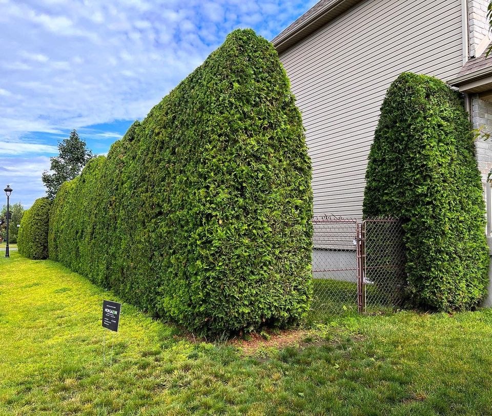 Taille de haie | Mon gazon